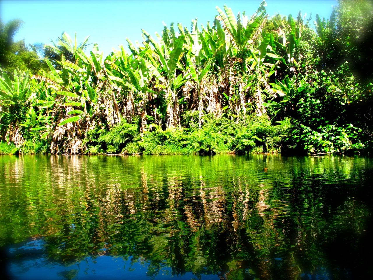 Exploring the Hanalei River Valley by Kayak – Angie Away | Travel Expert