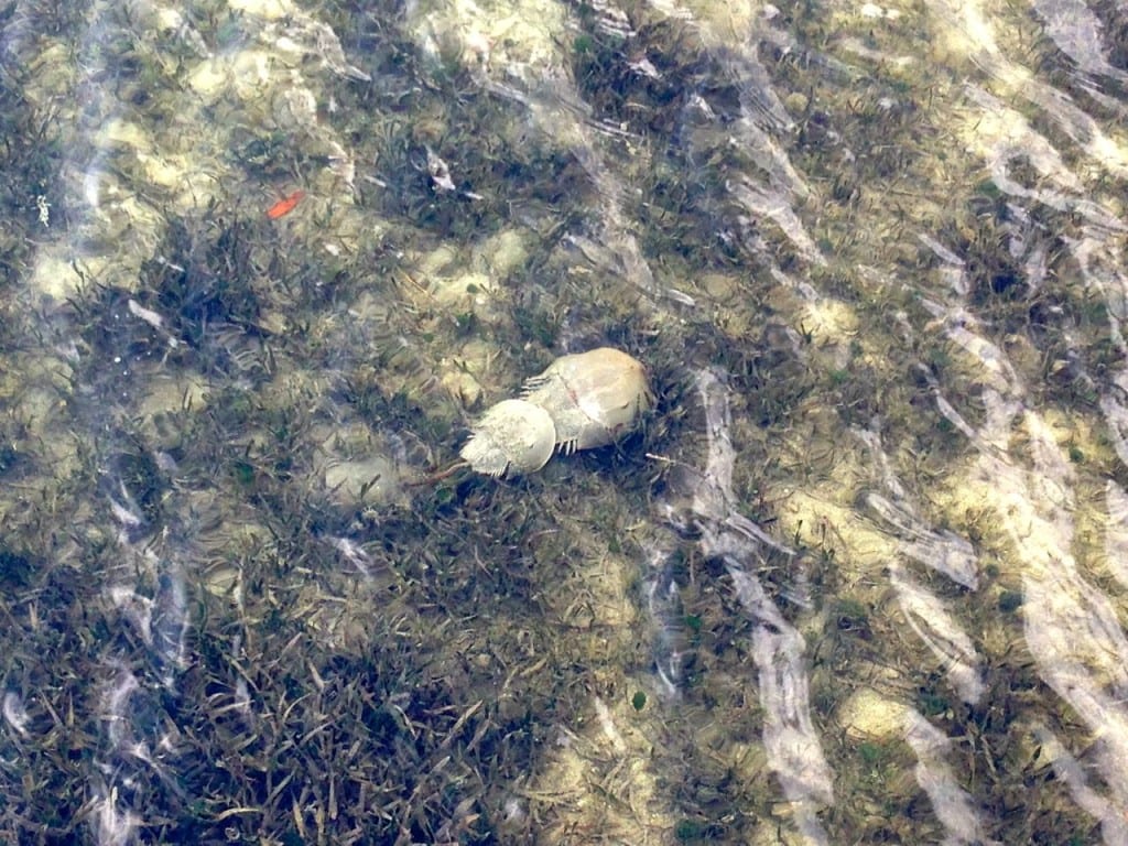 Nearly Caribbean: 48 Hours in Key West - Angie Away | Travel Expert