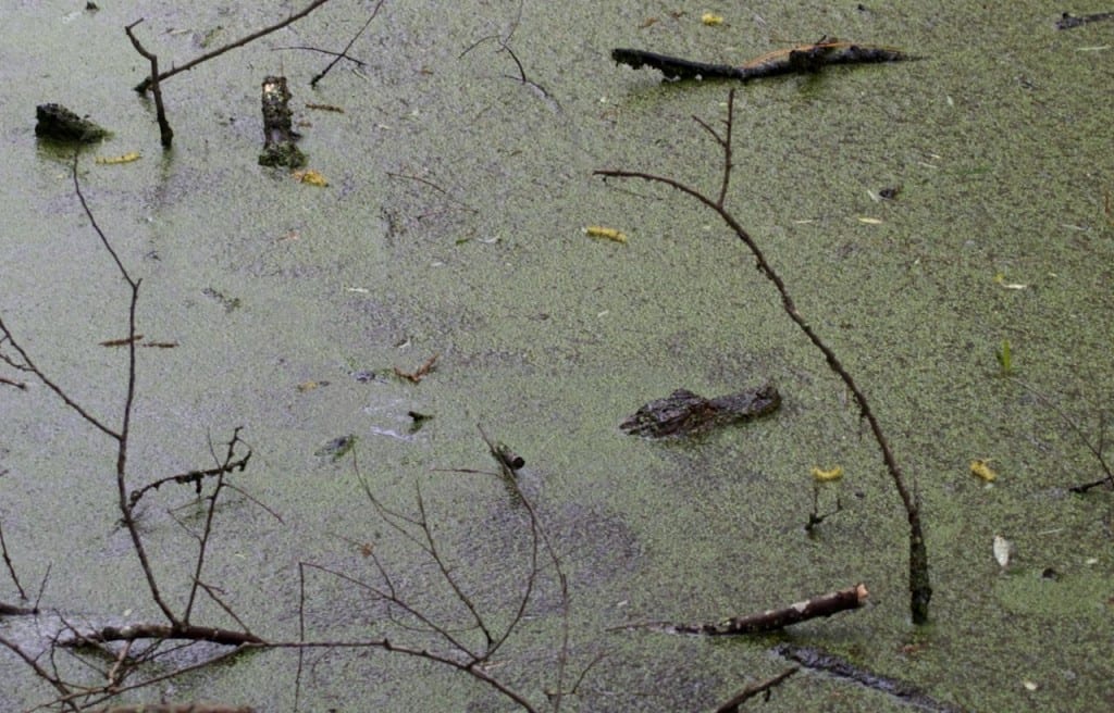 Gator-Aid for the Soul: Alligator Safety Tips from a Native Floridian