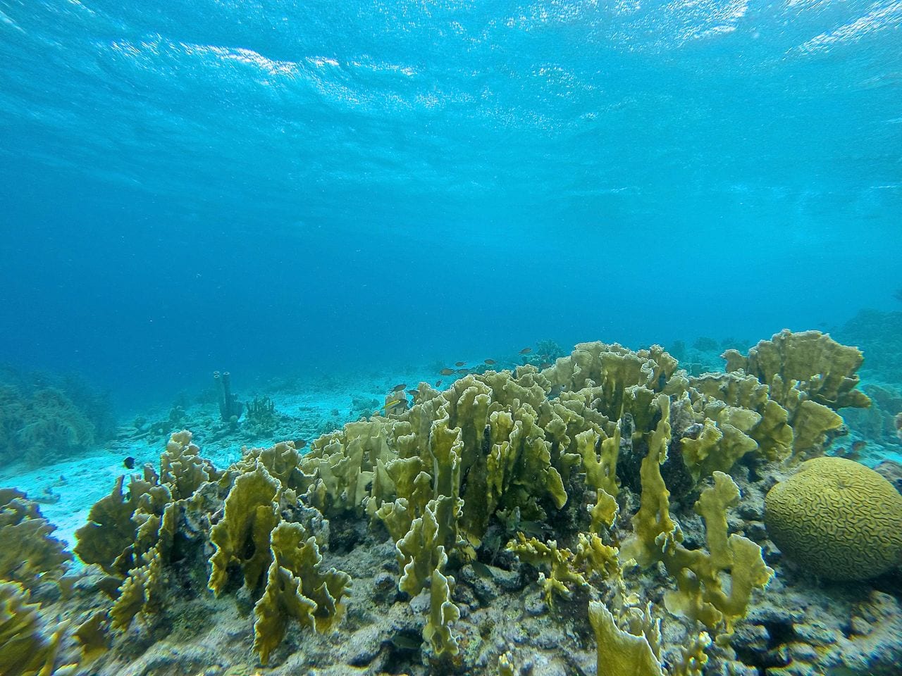 GoPro Scuba Diving: A Beginner’s Guide - Angie Away | Travel Expert