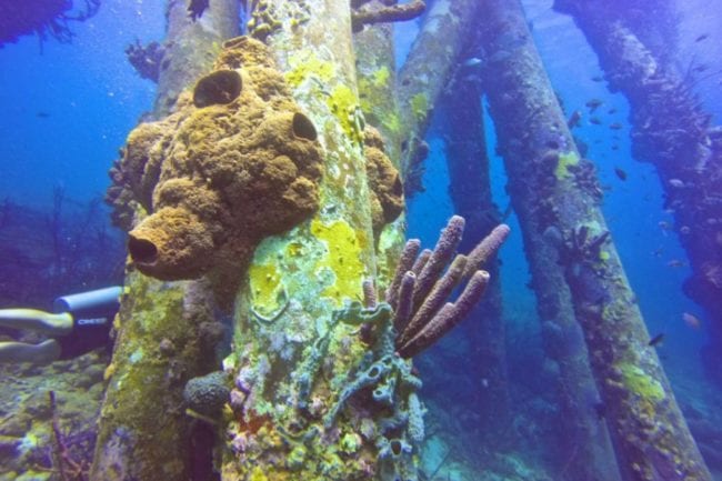 21 Photos of Salt Pier: The Most Magical of Bonaire Diving - Angie Away