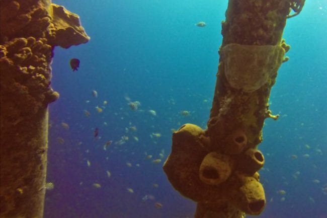 Bonaire Diving – 21 Photos from One of the Most Magical Dive Sites ...