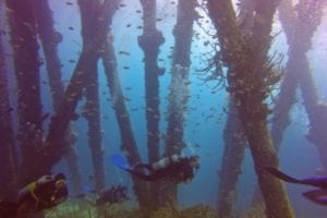 21 Photos of Salt Pier: The Most Magical of Bonaire Diving - Angie Away