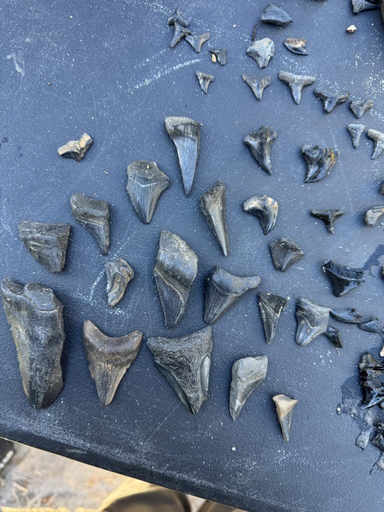I Went Searching for Megalodon Teeth in Florida -- Here's What I Found