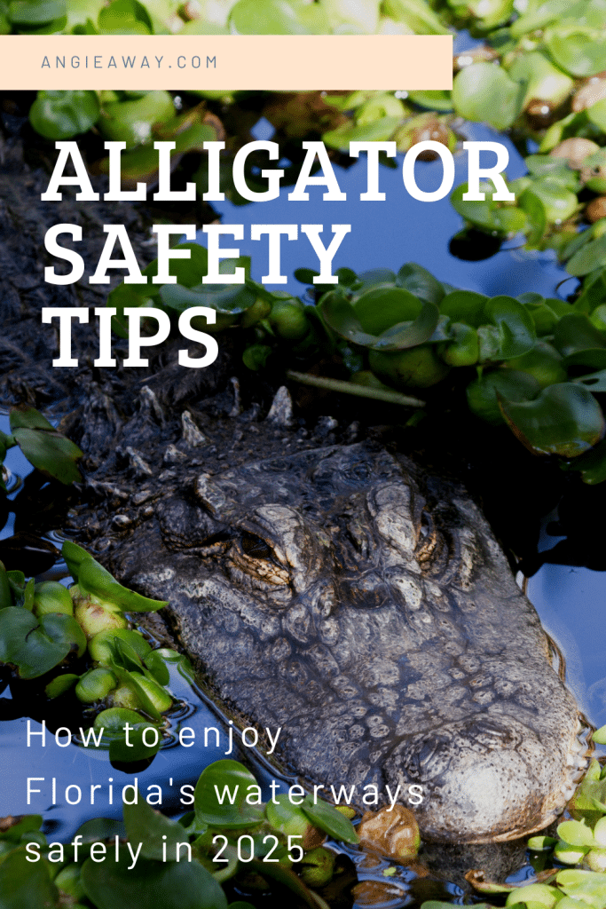 Gator-Aid for the Soul: Alligator Safety Tips from a Native Floridian