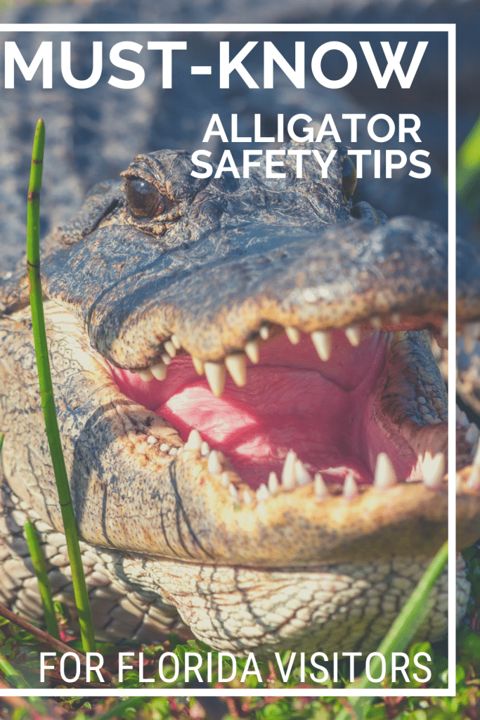 Gator-Aid for the Soul: Alligator Safety Tips from a Native Floridian
