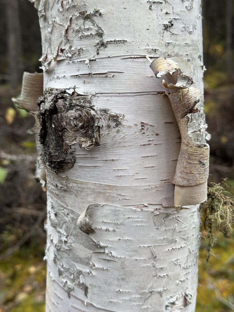 Borealis Basecamp Review: What It’s Really Like to Stay in Alaska’s ...